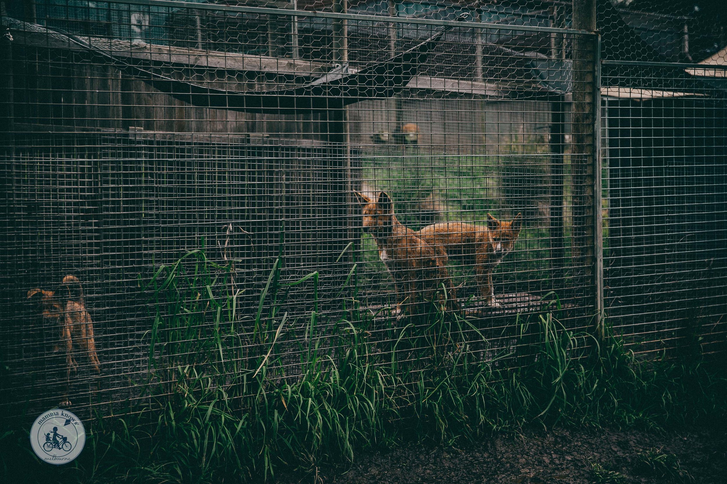 Dingo Encounters at The Dingo Discovery Sanctuary, Melton