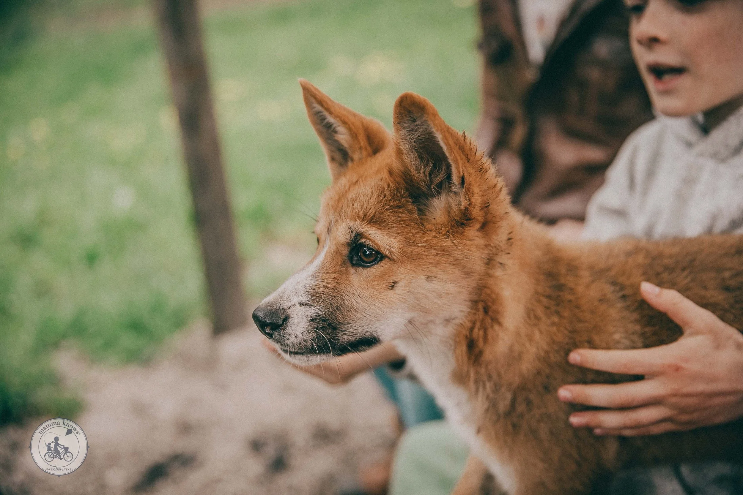 Dingo Encounters at The Dingo Discovery Sanctuary, Melton
