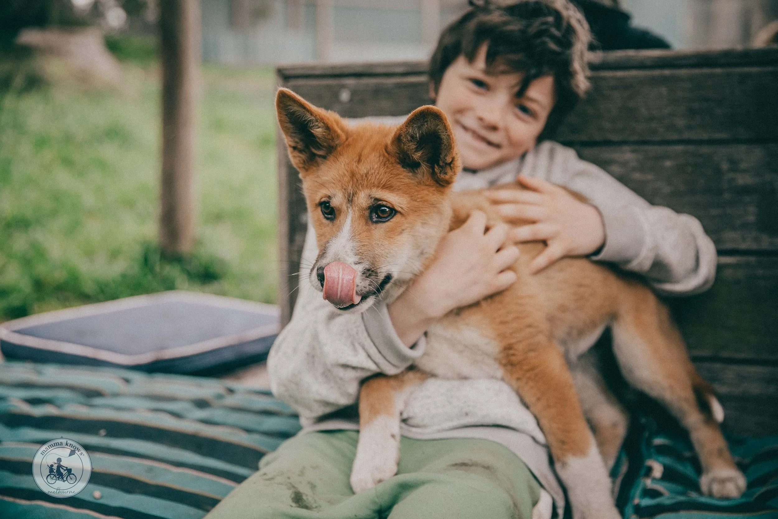 Dingo Encounters at The Dingo Discovery Sanctuary, Melton
