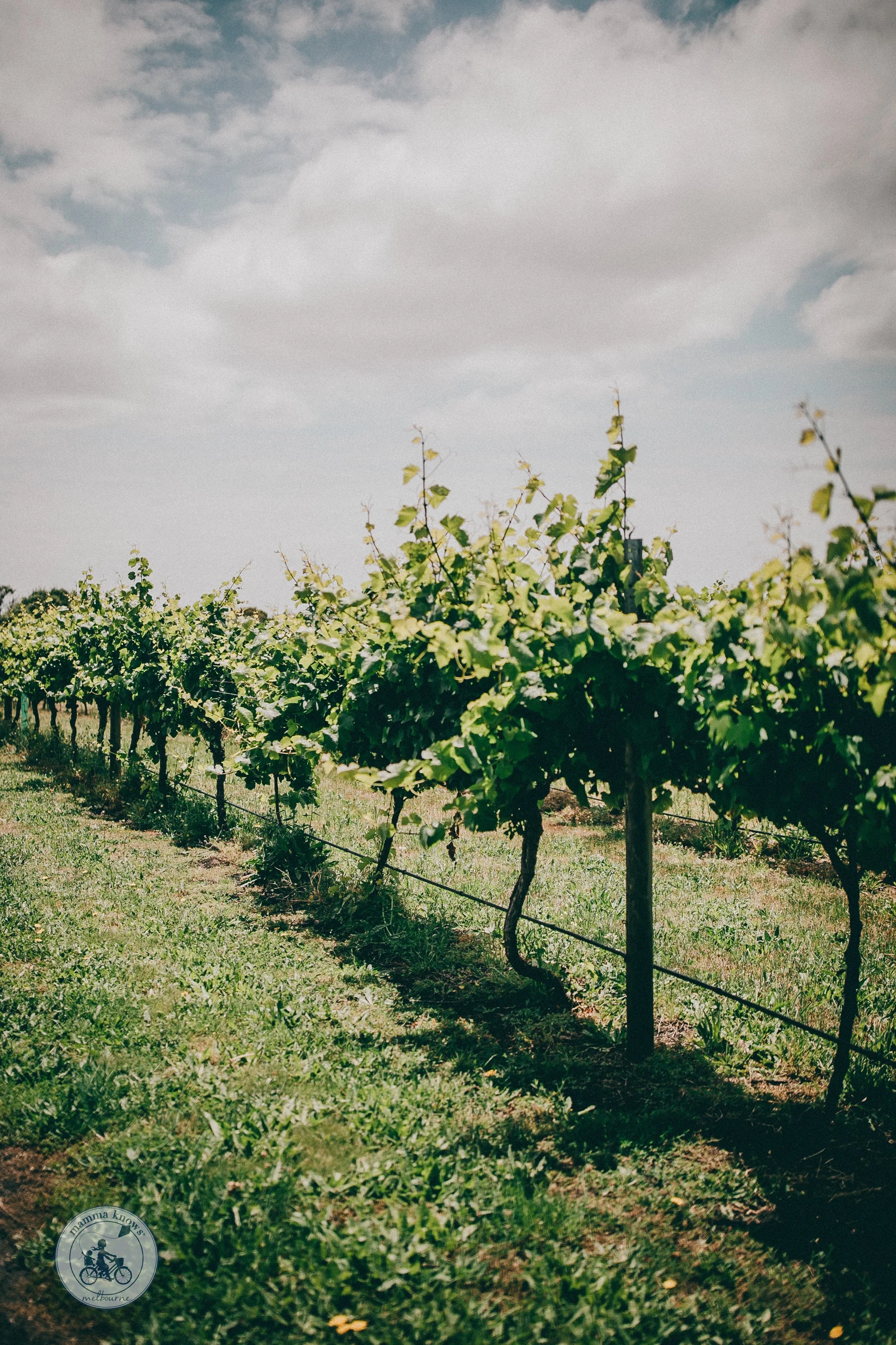 Scotchmans Hill Winery, Bellarine Peninsula | Mamma Knows West