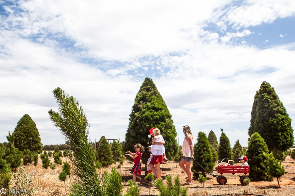 Real Christmas Trees in Melbourne – Visit the Melbourne Christmas Tree Farm