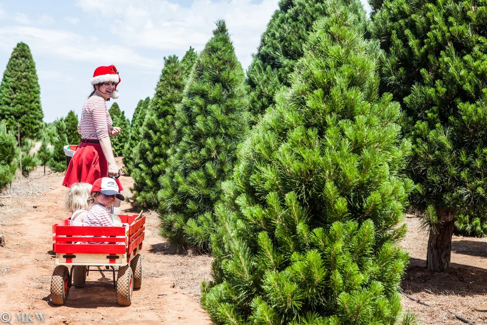 Real Christmas Trees in Melbourne – Visit the Melbourne Christmas Tree Farm