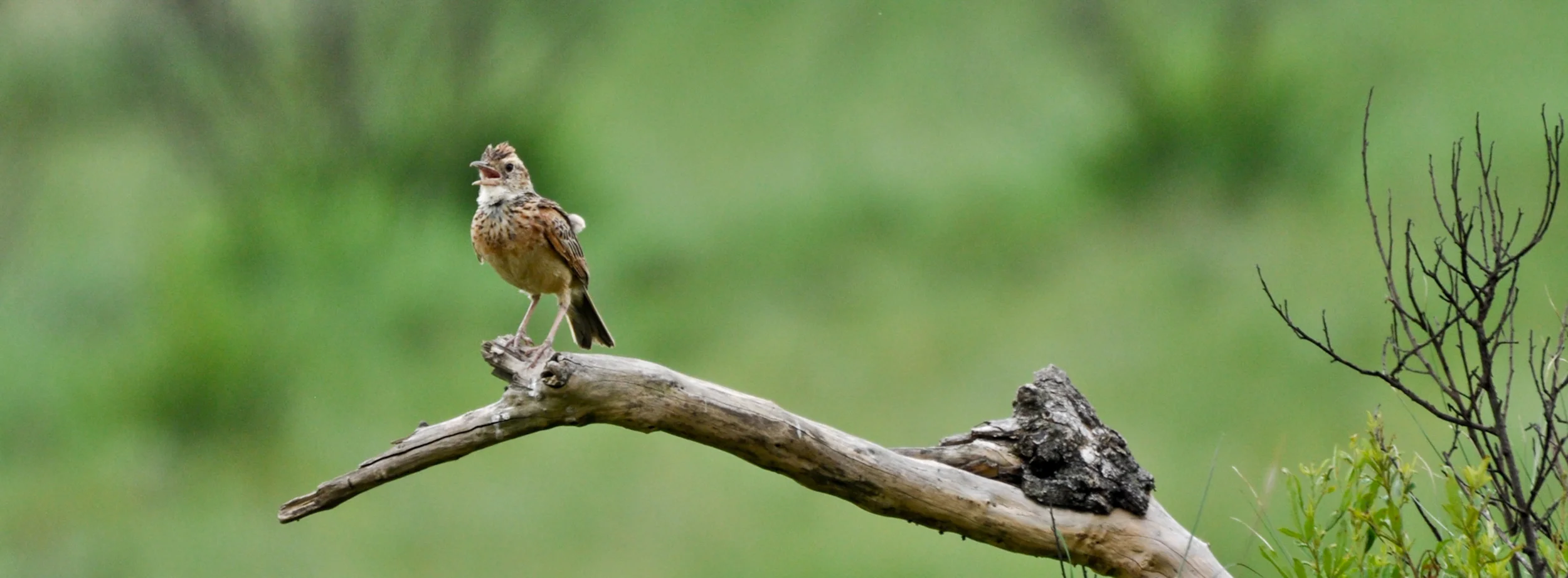 Houghton Photography