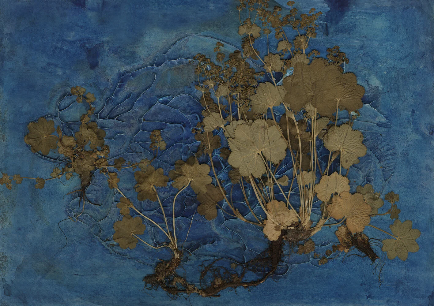 Flora Hysterica II — Martin Bergström