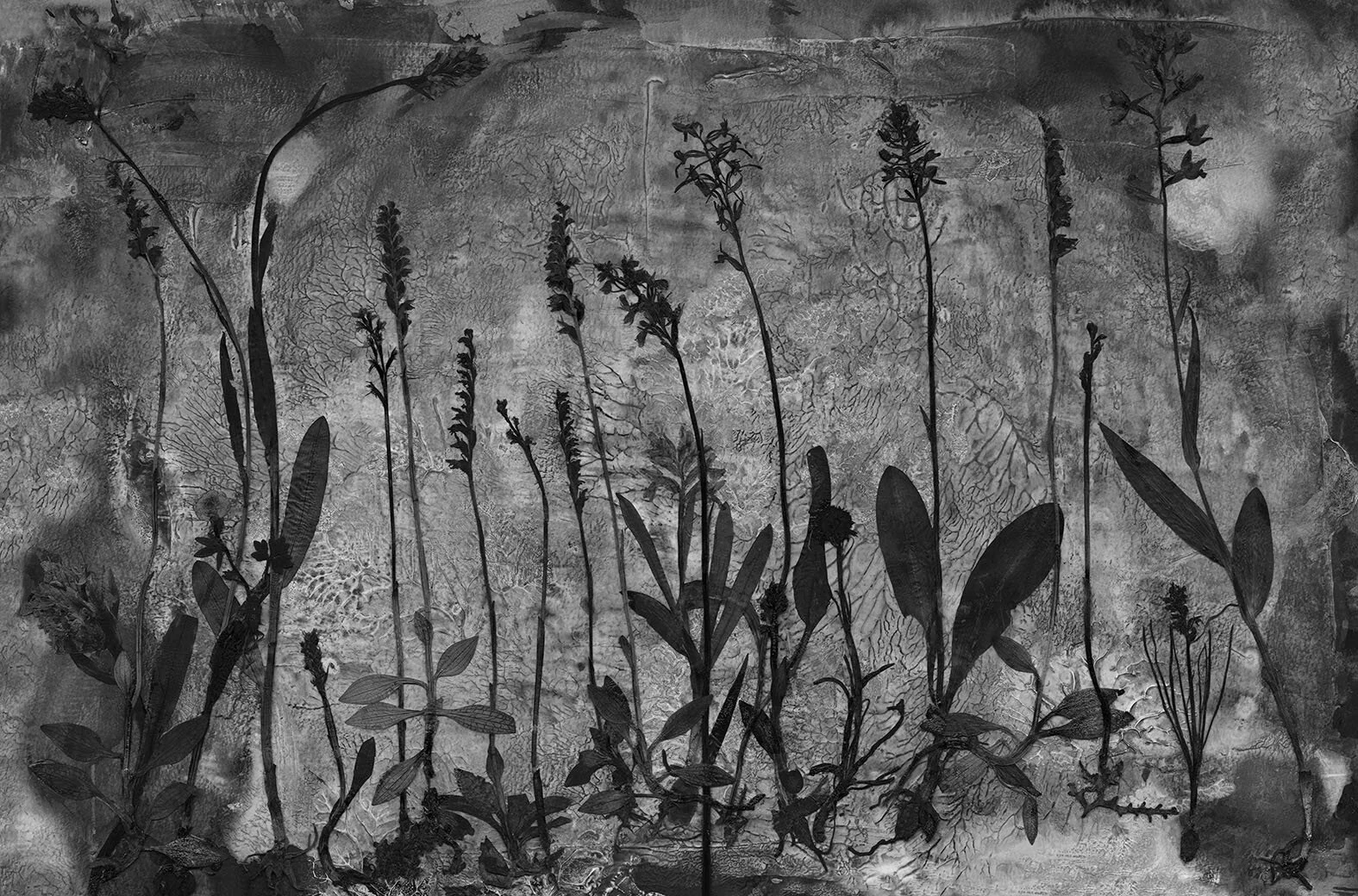 Flora Hysterica II — Martin Bergström