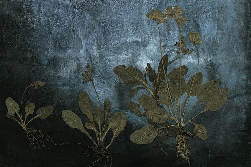 Flora Hysterica — MARTIN BERGSTRÖM