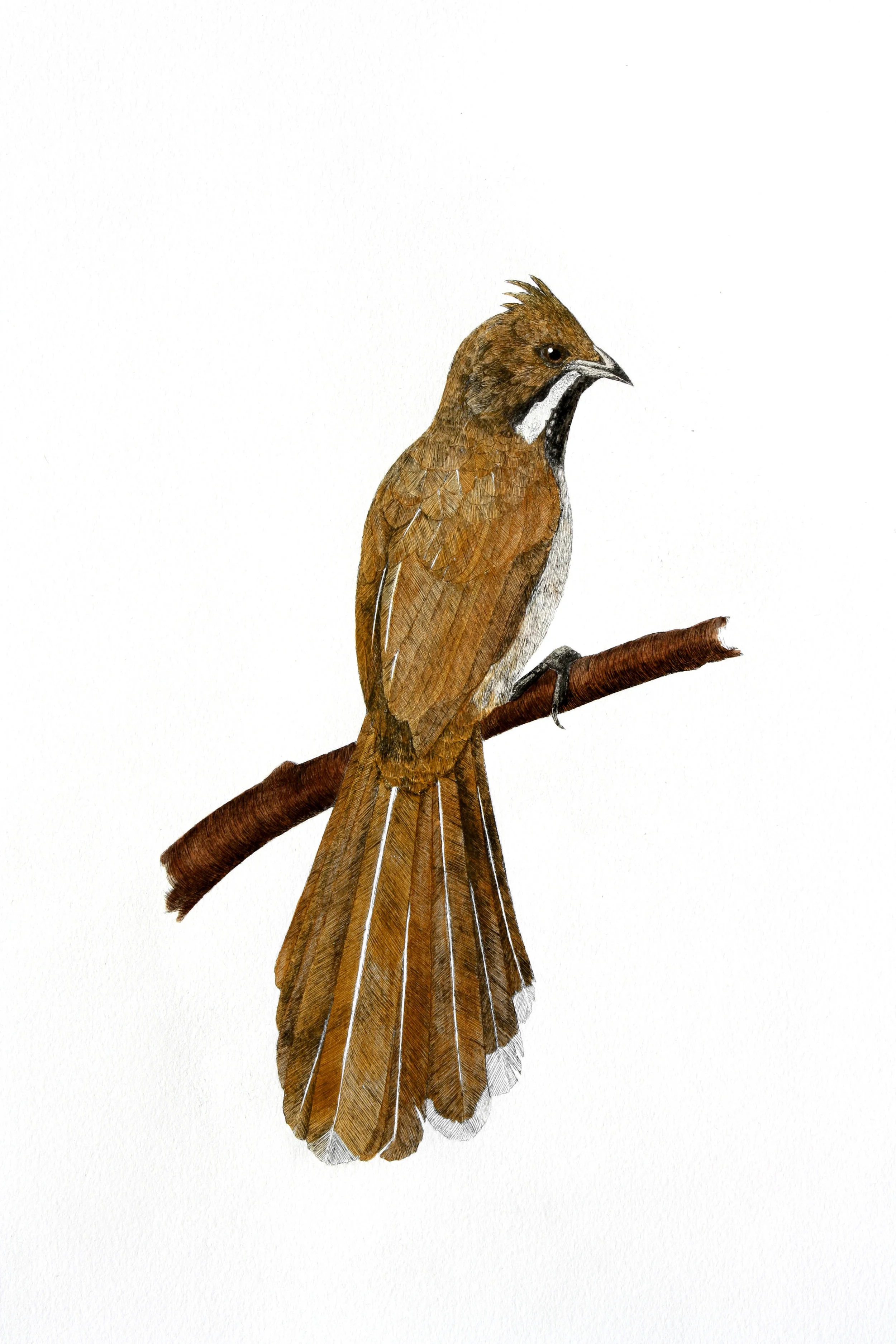 'NAS Emerging Talent' - Graduate Exhibition (2011) — Angus Fisher Arts