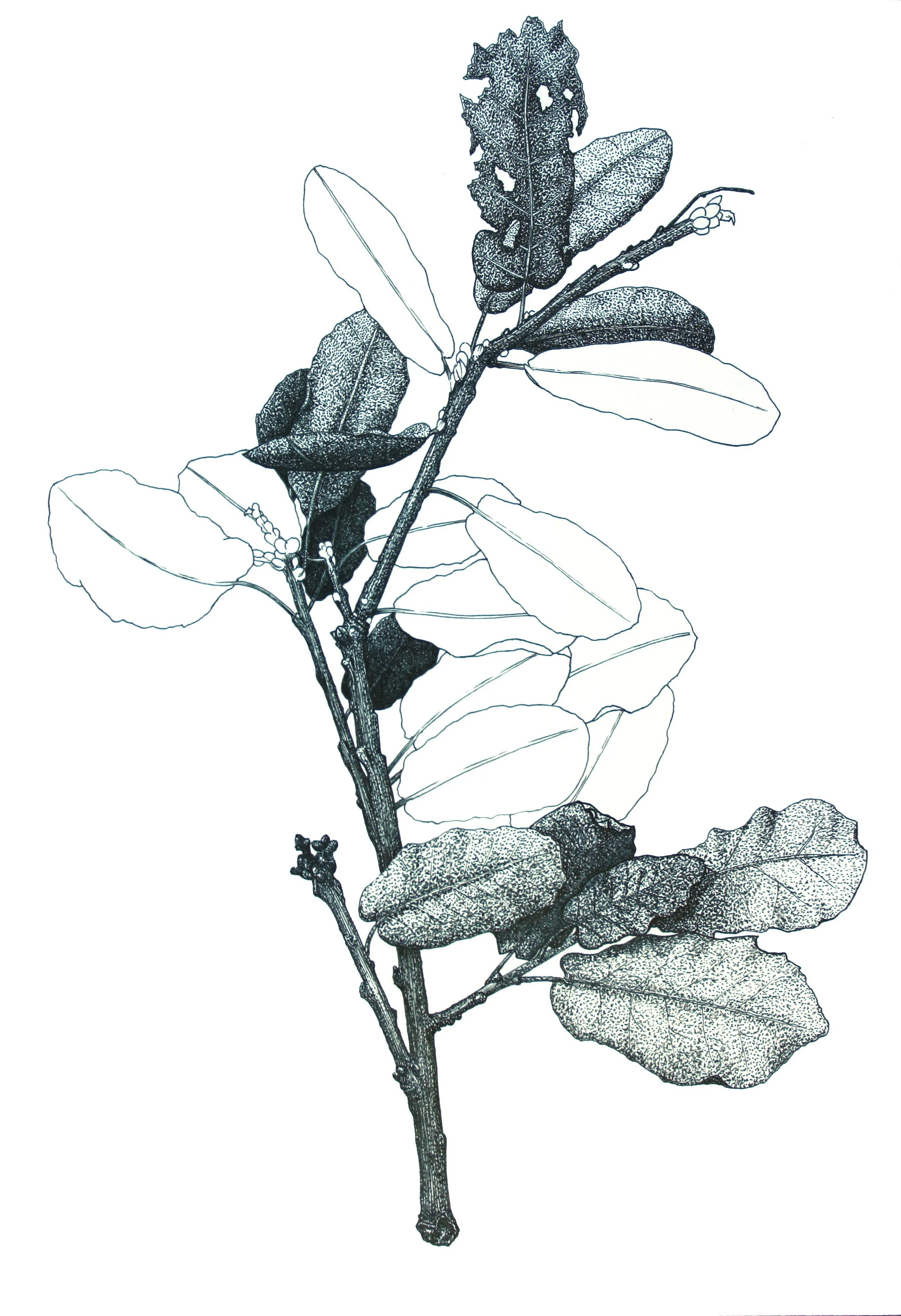 'NAS Emerging Talent' - Graduate Exhibition (2011) — Angus Fisher Arts