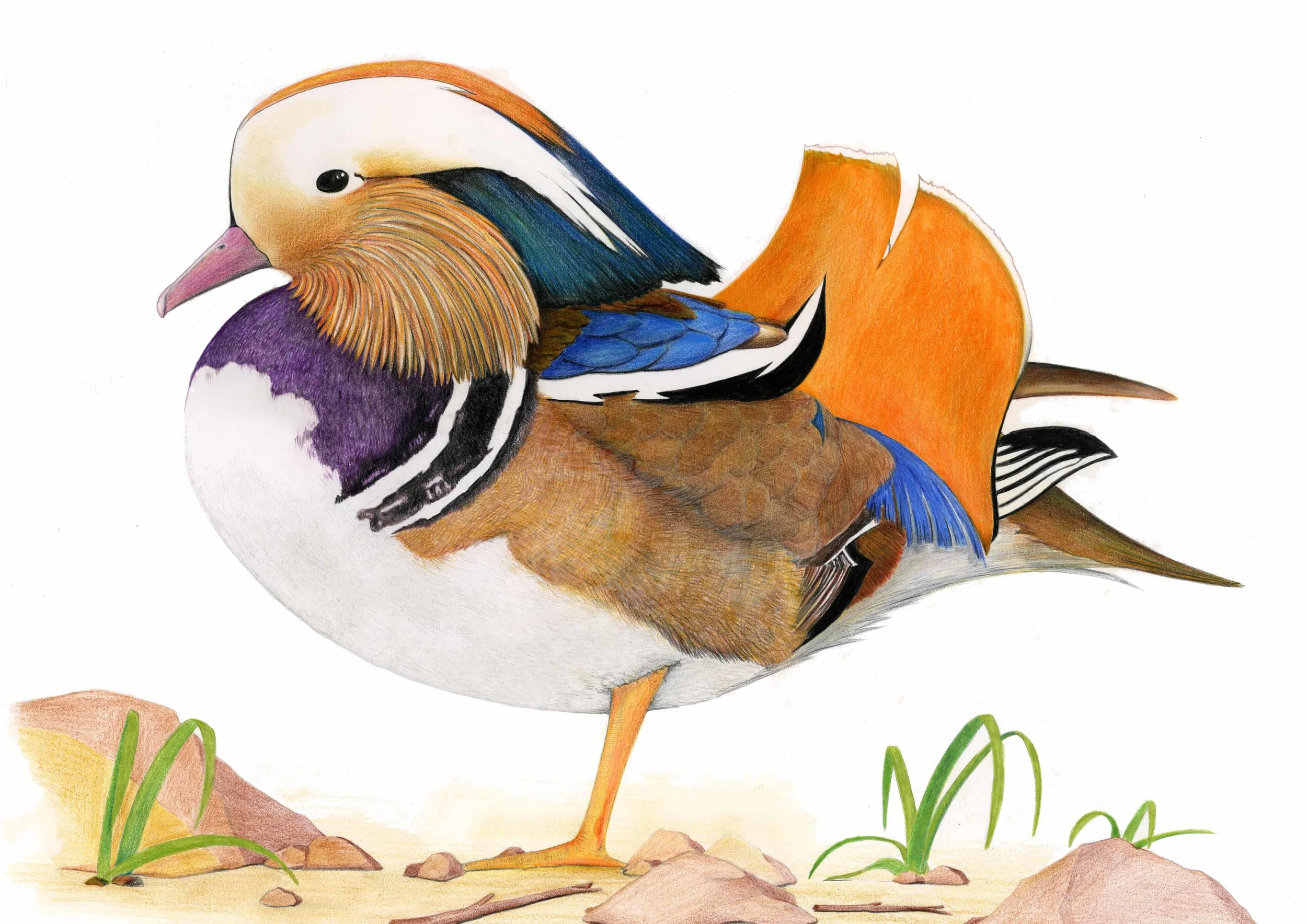 'NAS Emerging Talent' - Graduate Exhibition (2011) — Angus Fisher Arts