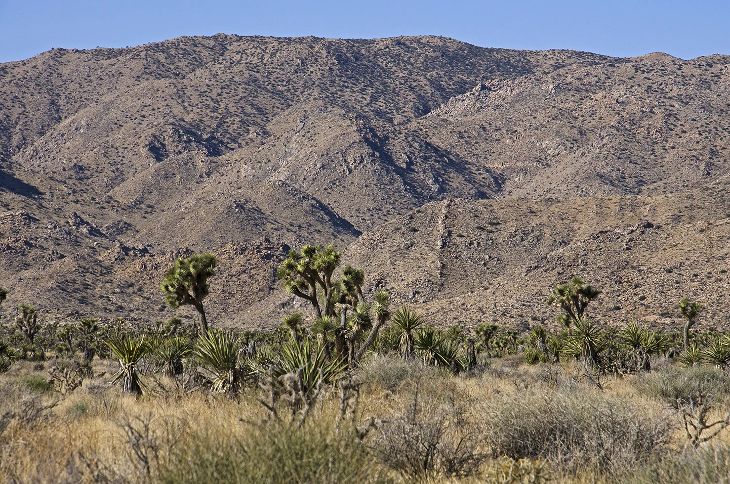 Return to Samuelson's Rocks - Joshua Tree National Park — Cali49
