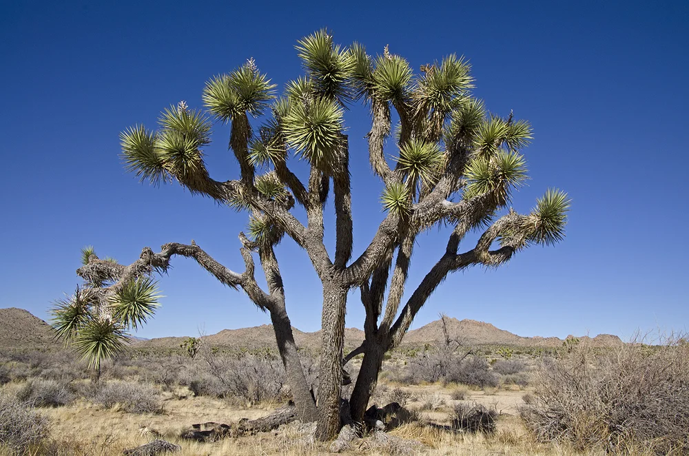 Return to Samuelson's Rocks - Joshua Tree National Park — Cali49