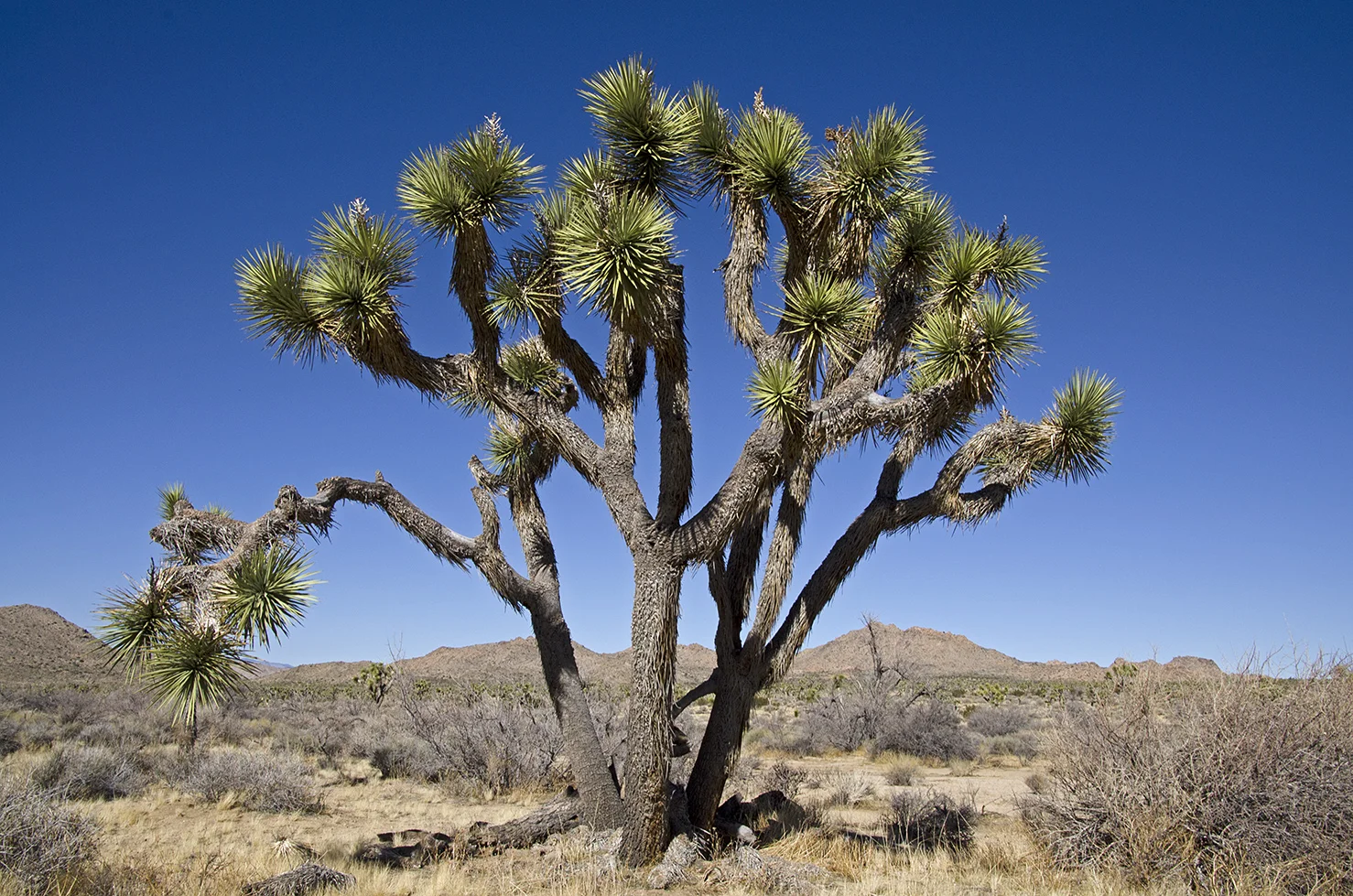 Return to Samuelson's Rocks - Joshua Tree National Park — Cali49