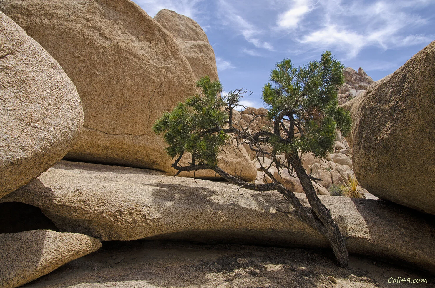 Punk Rock was the Goal - Joshua Tree National Park — Cali49