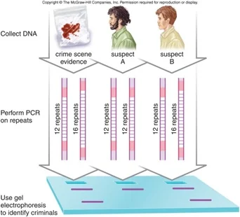Dna Fingerprinting Crime Scene