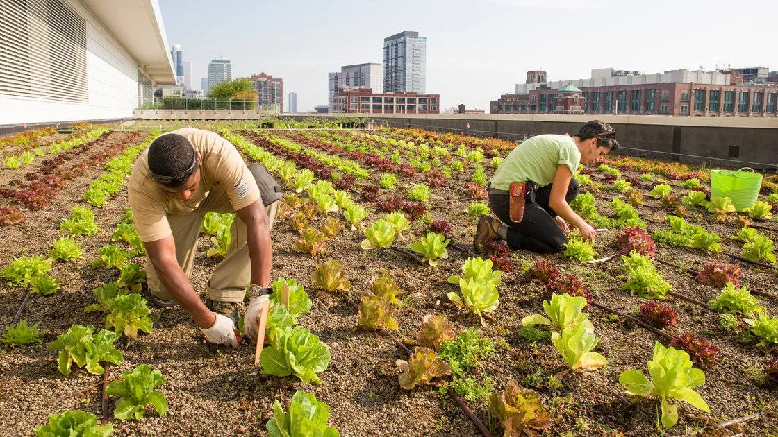 Urban Reforestation