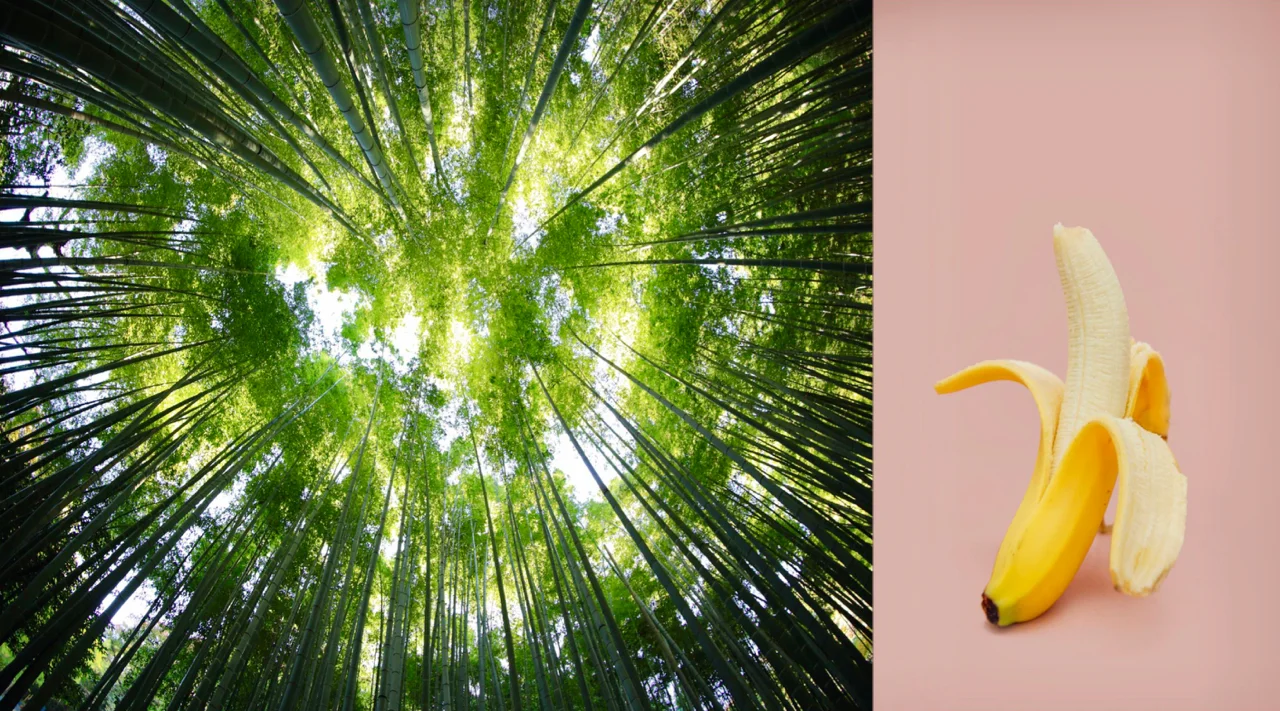 INsight/ Bamboo or Banana — TransformationFirst.Asia