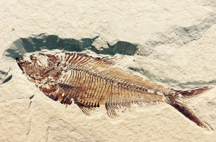 Poetry Challenge #317-Digging Up Fossils — • KELLY BENNETT