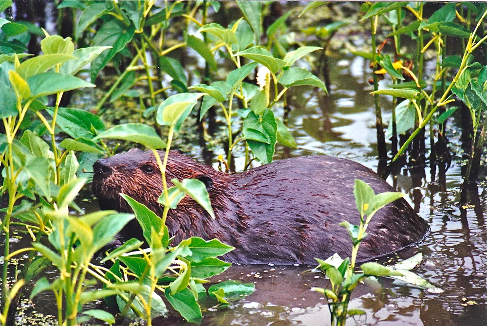 Study Finds Beaver Dams Help Clean Polluted Waters — Potomac Conservancy