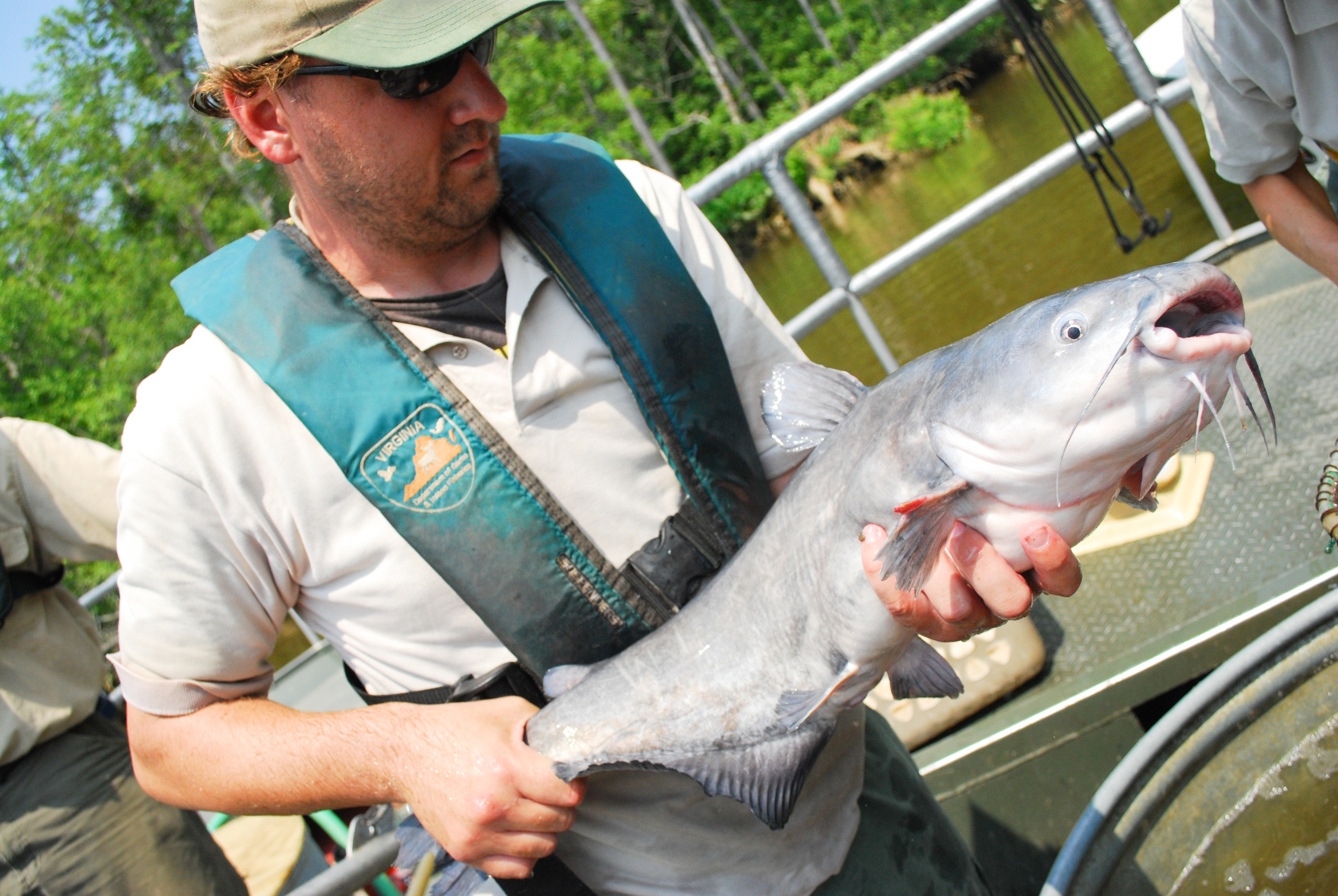 This invasive fish could pose a bigger threat than snakeheads — Potomac ...