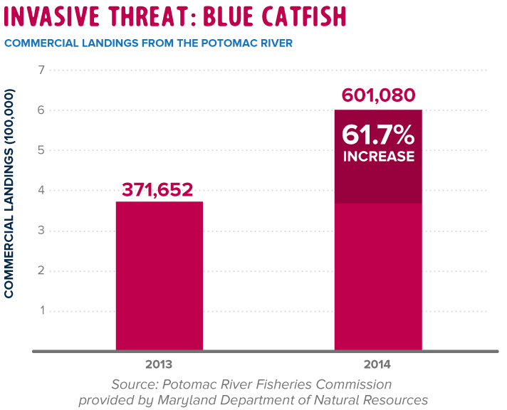 This invasive fish could pose a bigger threat than snakeheads — Potomac ...