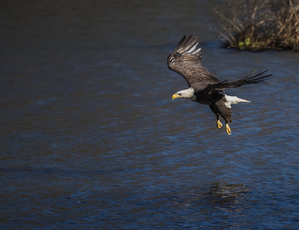 7 local animals making a comeback thanks to clean water — Potomac ...