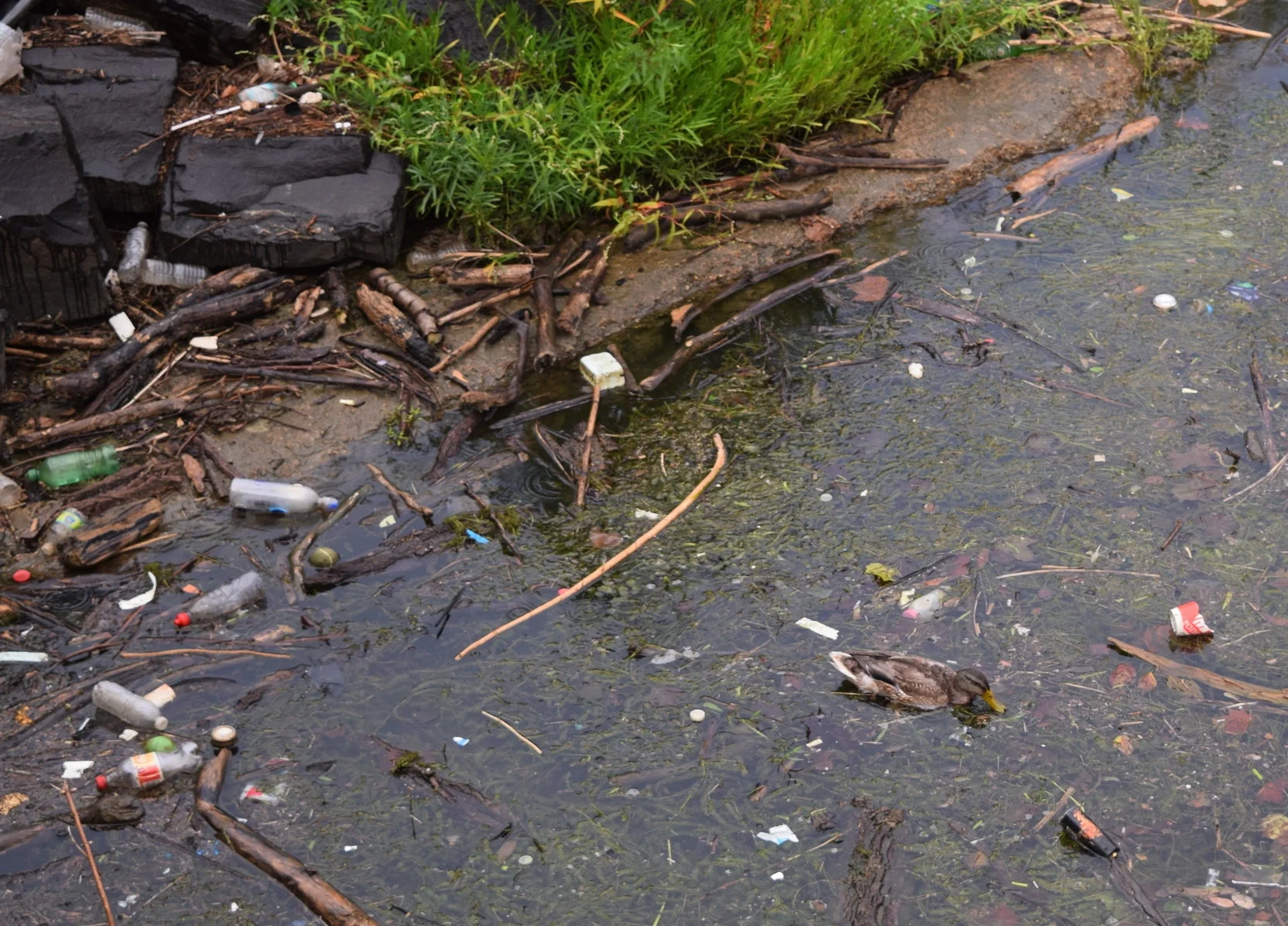 6 types of trash that harm local animals — Potomac Conservancy