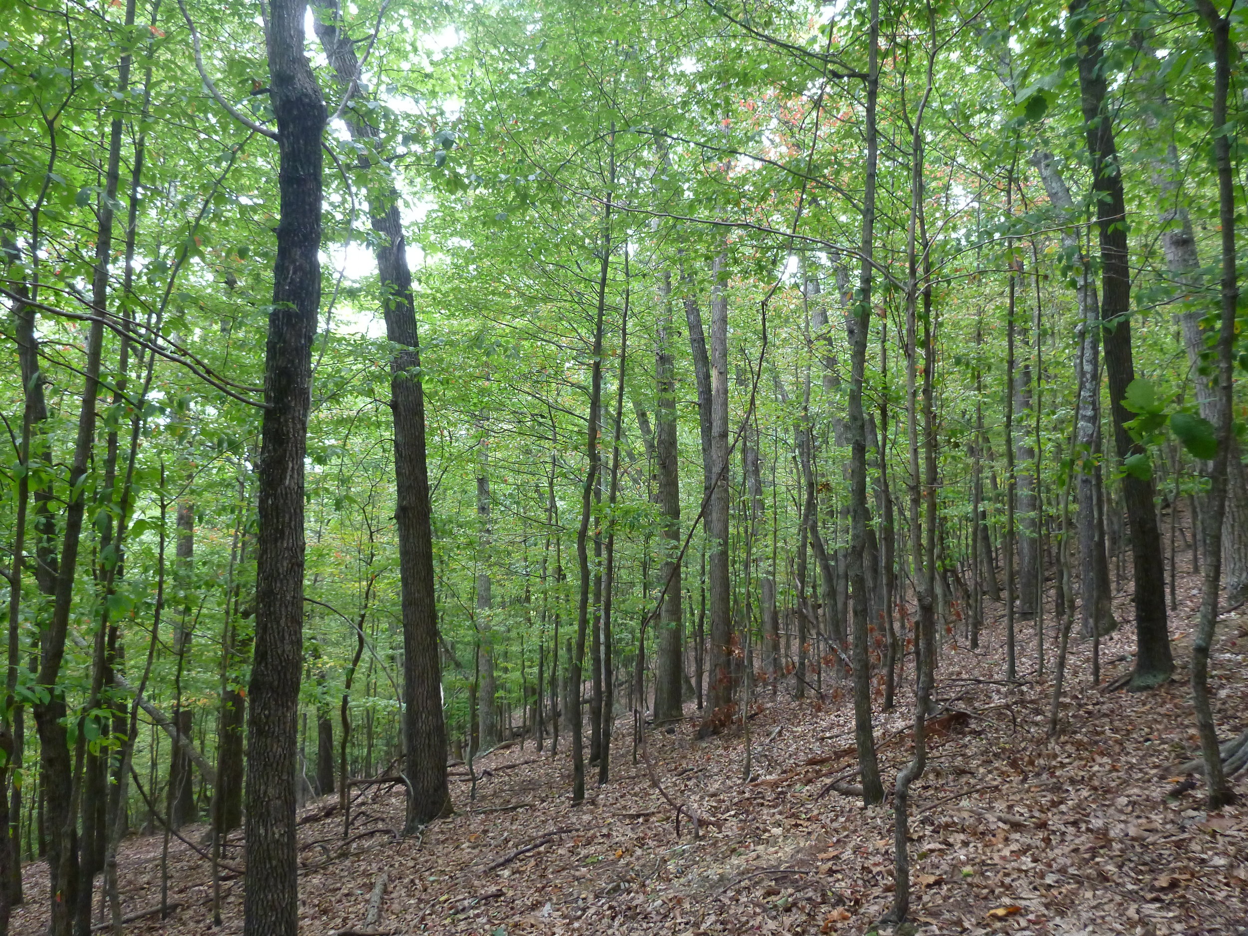 Saving Healthy Lands — Potomac Conservancy