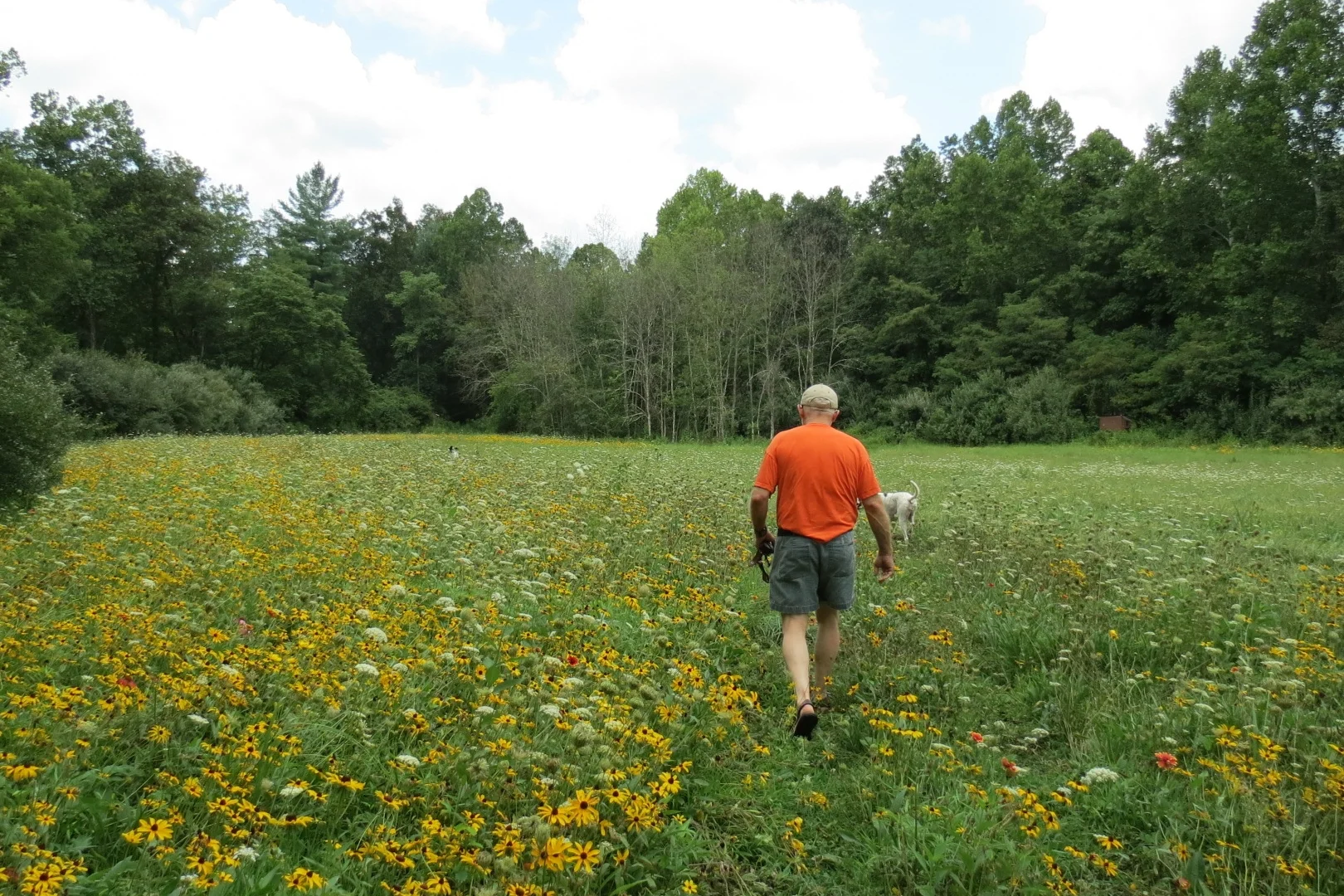Save Forested Lands — Potomac Conservancy