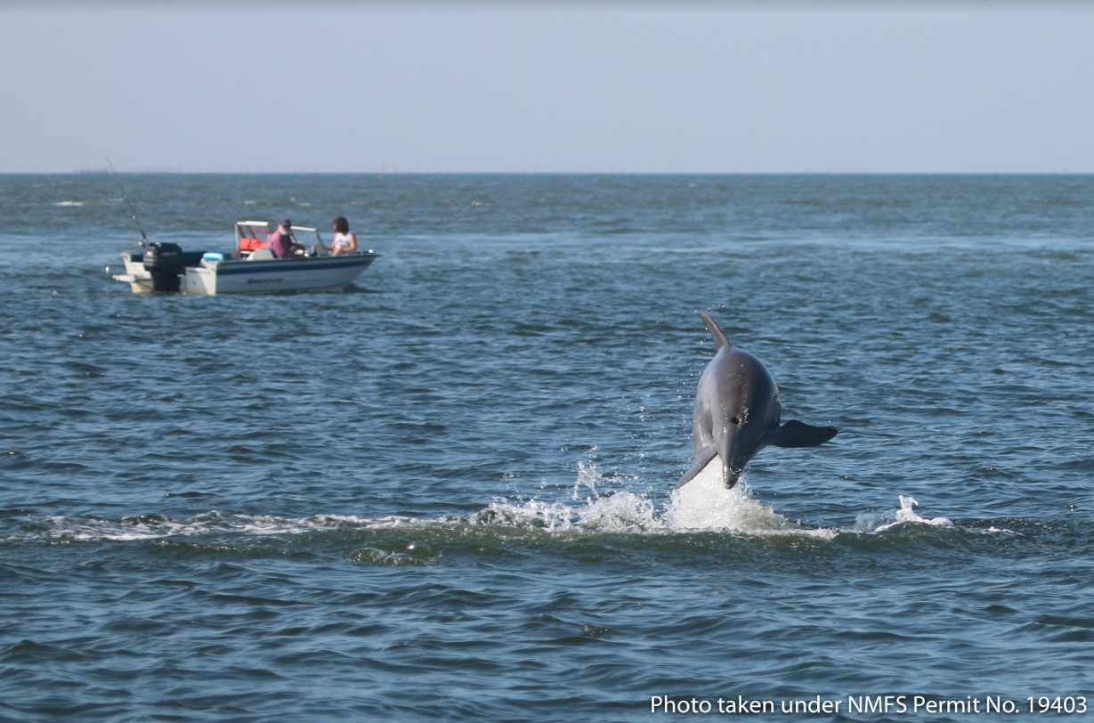 It's dolphin season! Here's what we know (so far) about the Potomac ...