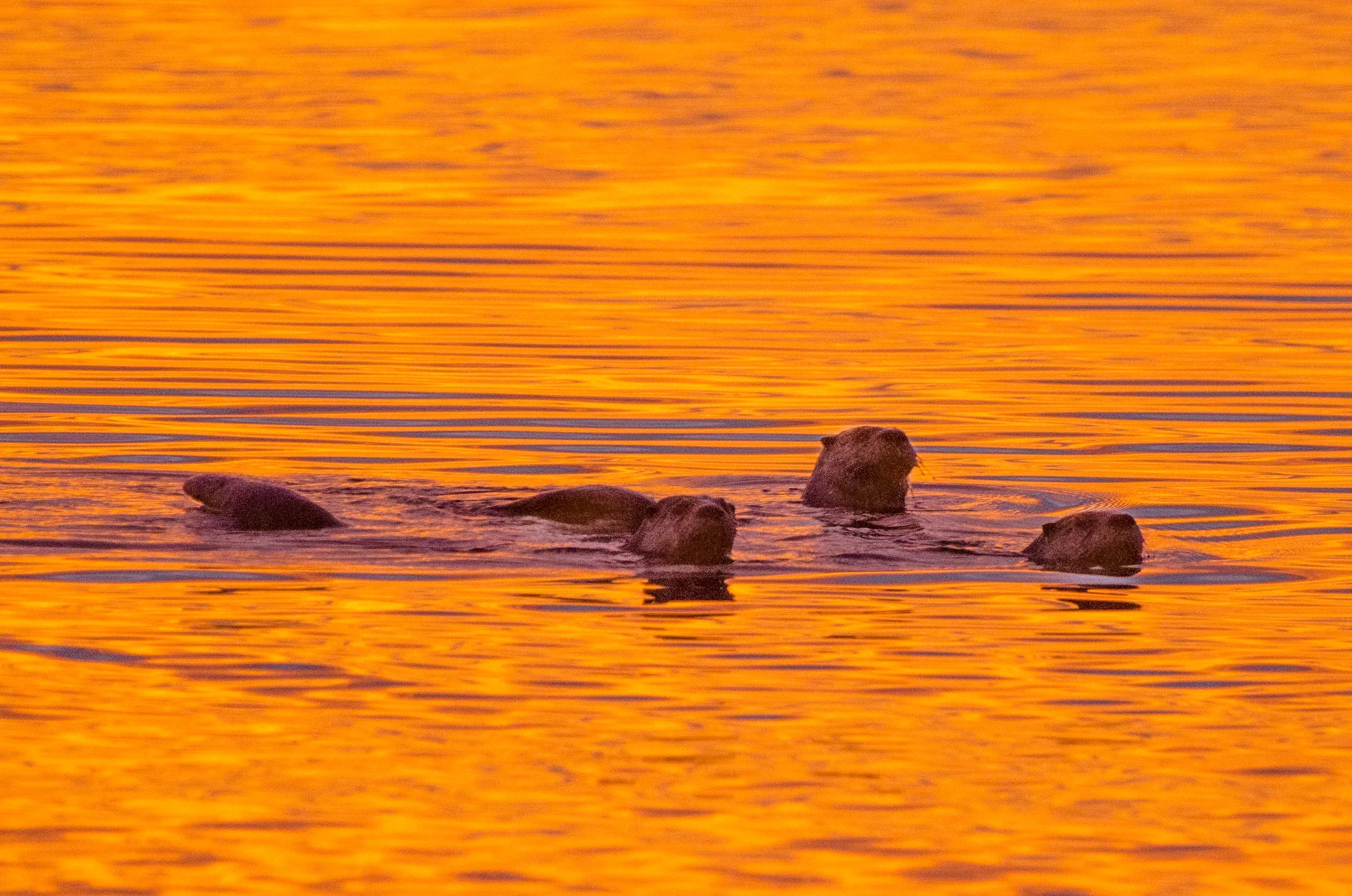 4 Facts You *OTTER* Know About Otters — Potomac Conservancy