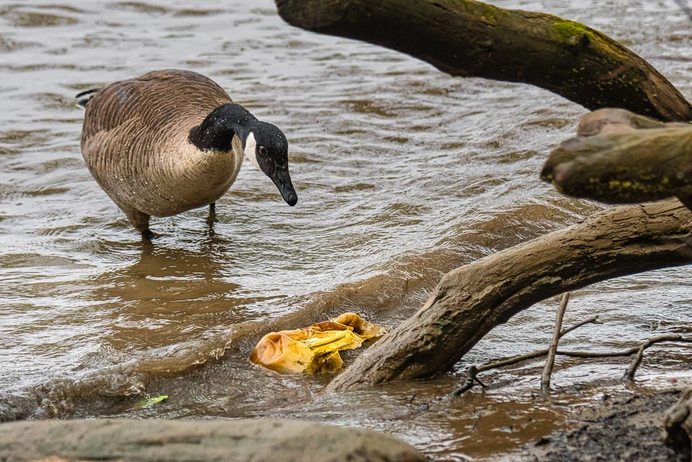 6 types of trash that harm local animals (and what you can do to help ...