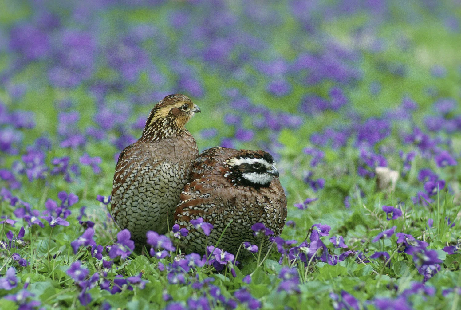 Making room for the Bobwhite Quail - A community effort — Potomac ...