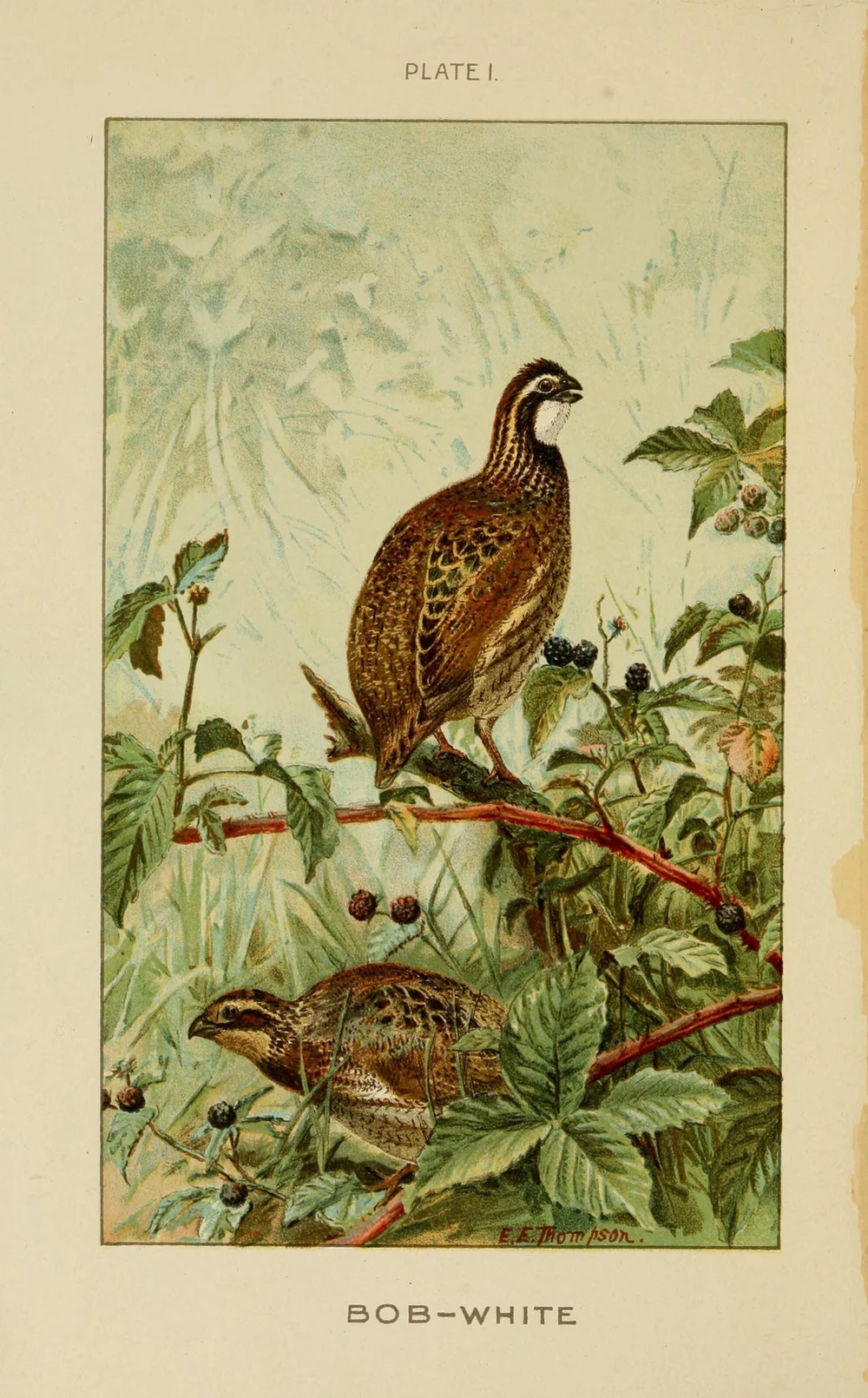 Making room for the Bobwhite Quail - A community effort — Potomac ...