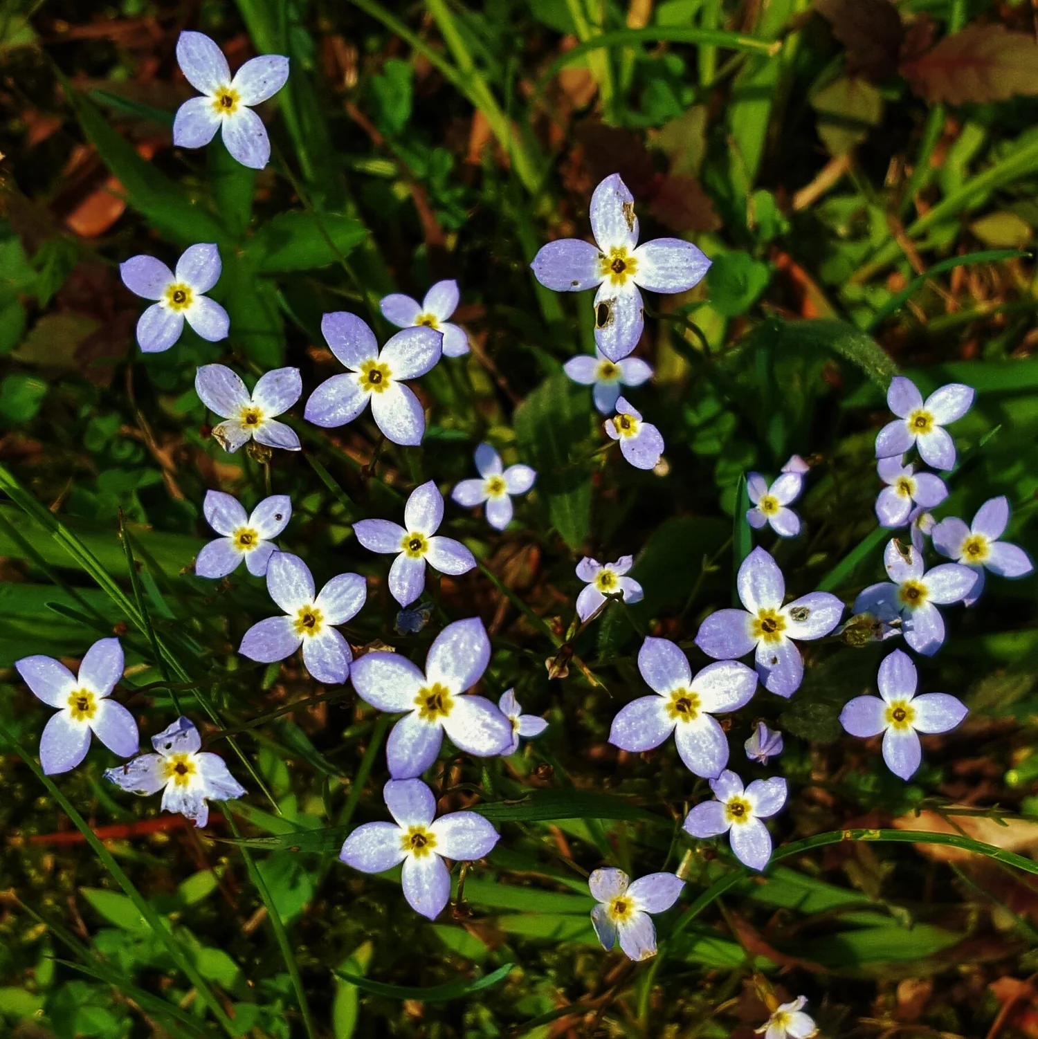 16 local wildflowers you can spot on your next hike — Potomac Conservancy