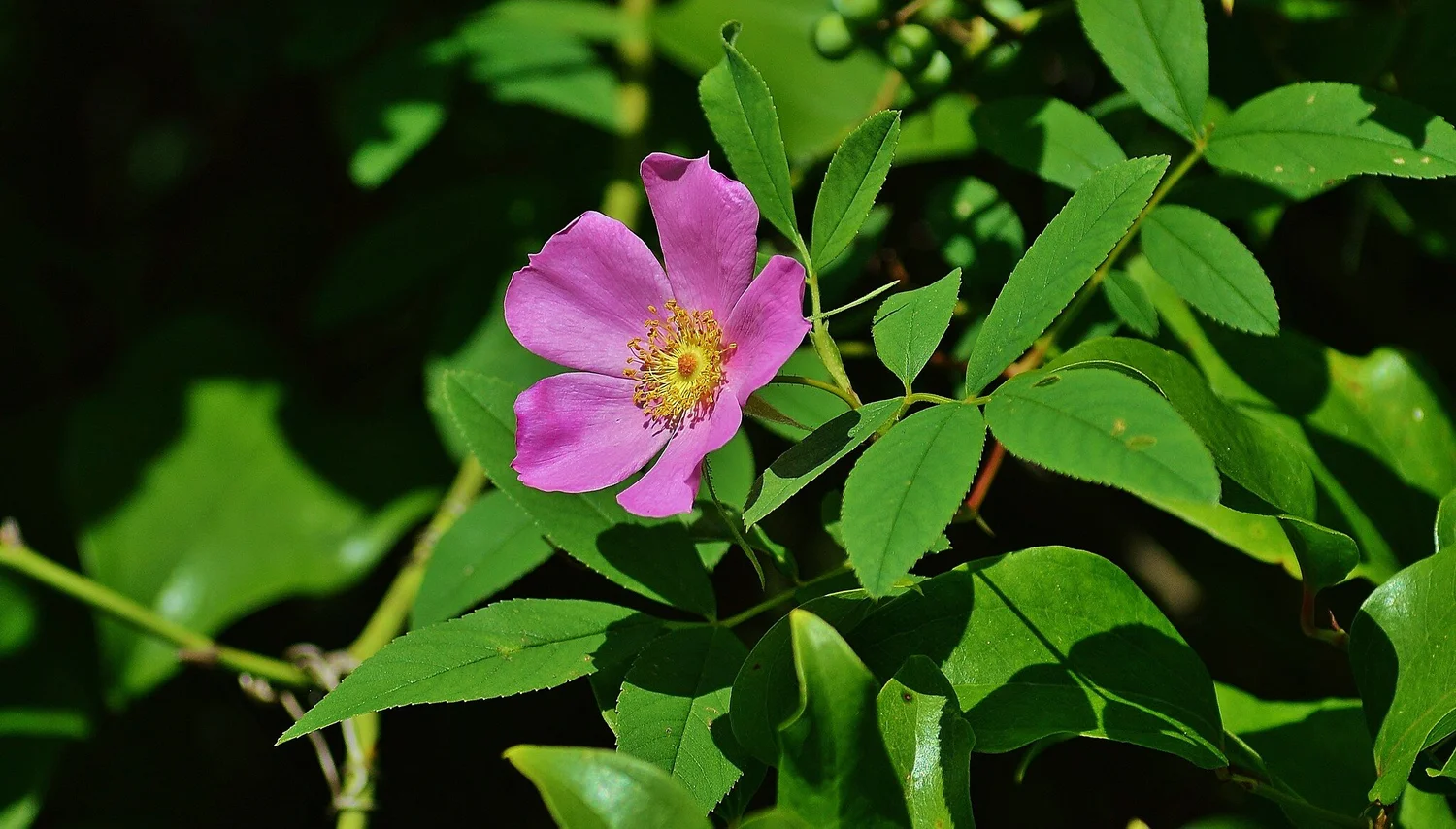 16 local wildflowers you can spot on your next hike — Potomac Conservancy