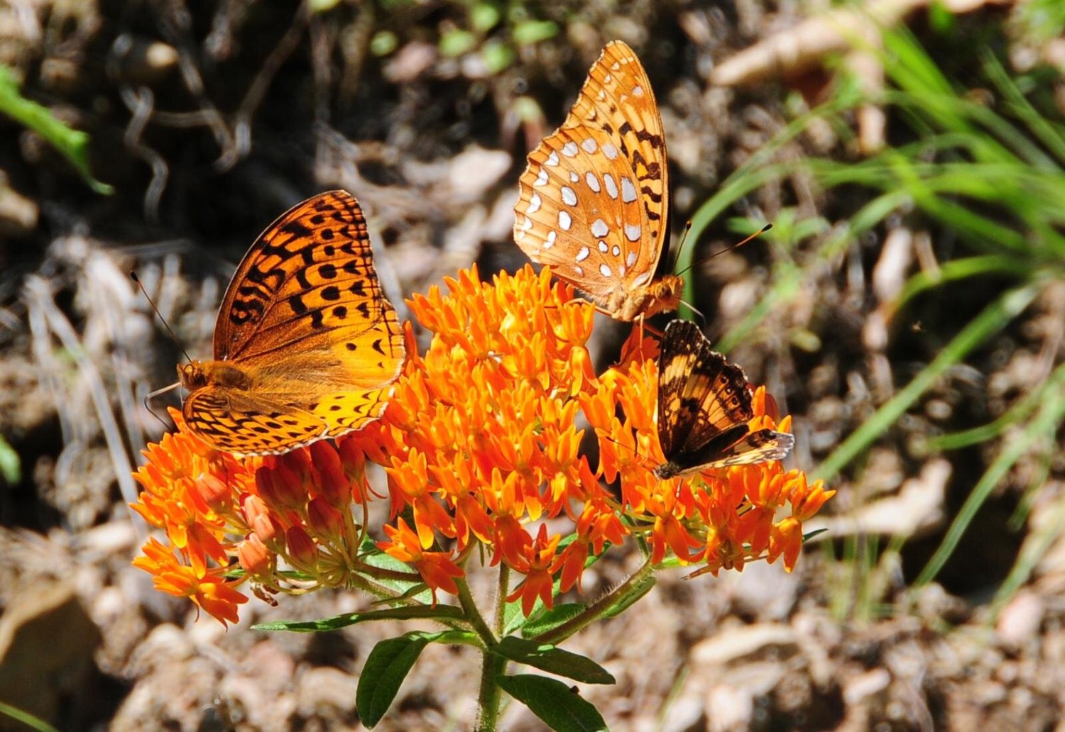 16 local wildflowers you can spot on your next hike — Potomac Conservancy