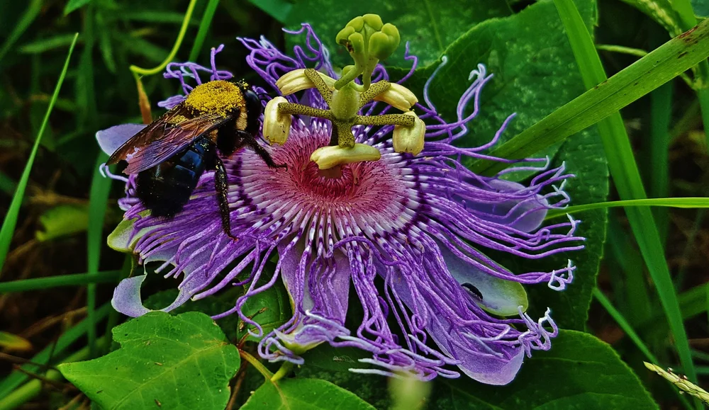 16 local wildflowers you can spot on your next hike — Potomac Conservancy