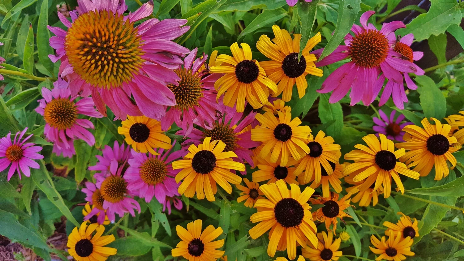 16 local wildflowers you can spot on your next hike — Potomac Conservancy