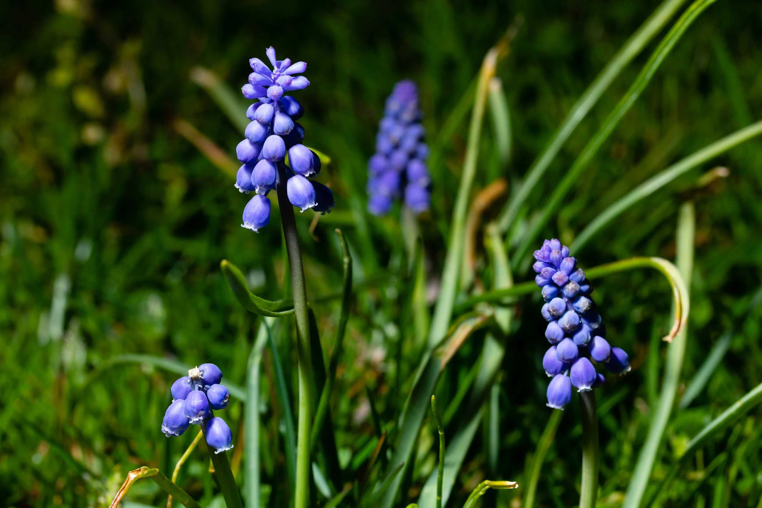 Streamside Scavenger Hunt: Can you find these flowers? — Potomac ...