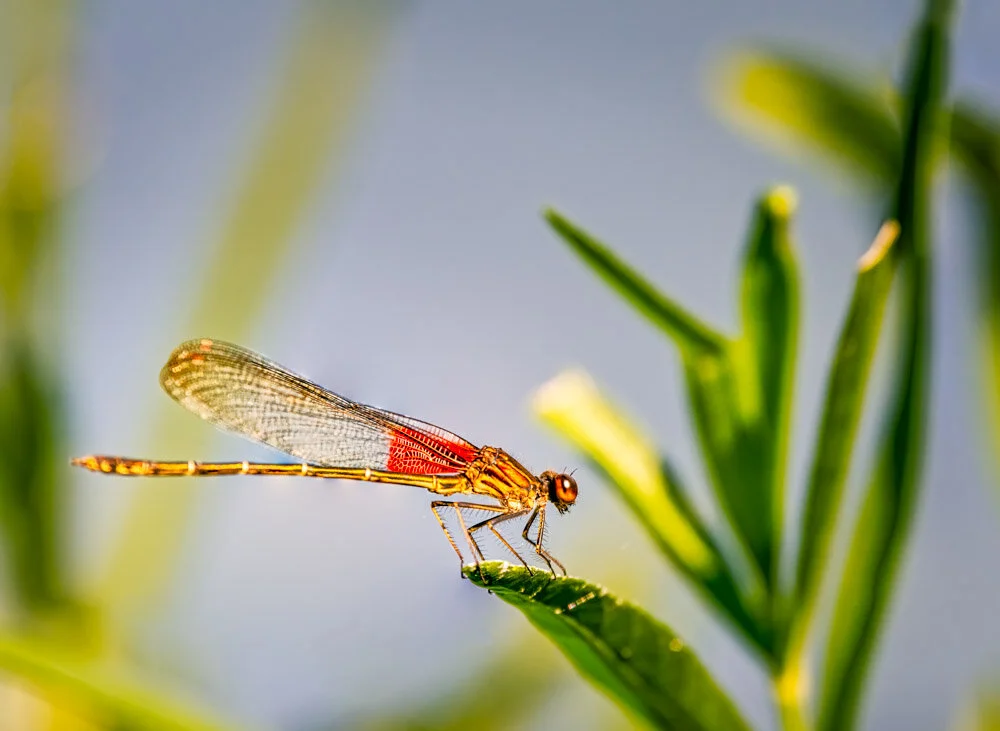 Ask An Expert: 7 simple tips for photographing the Potomac River ...
