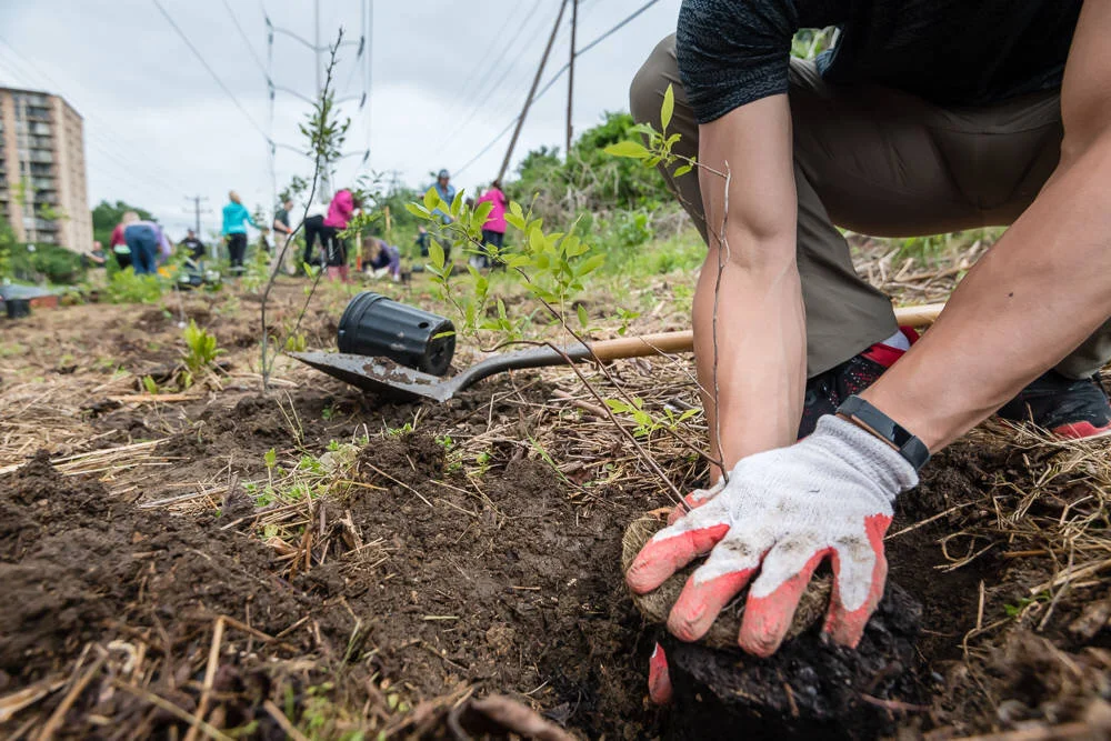 7 tree-mendous facts: How trees support the Potomac River, us, and each ...