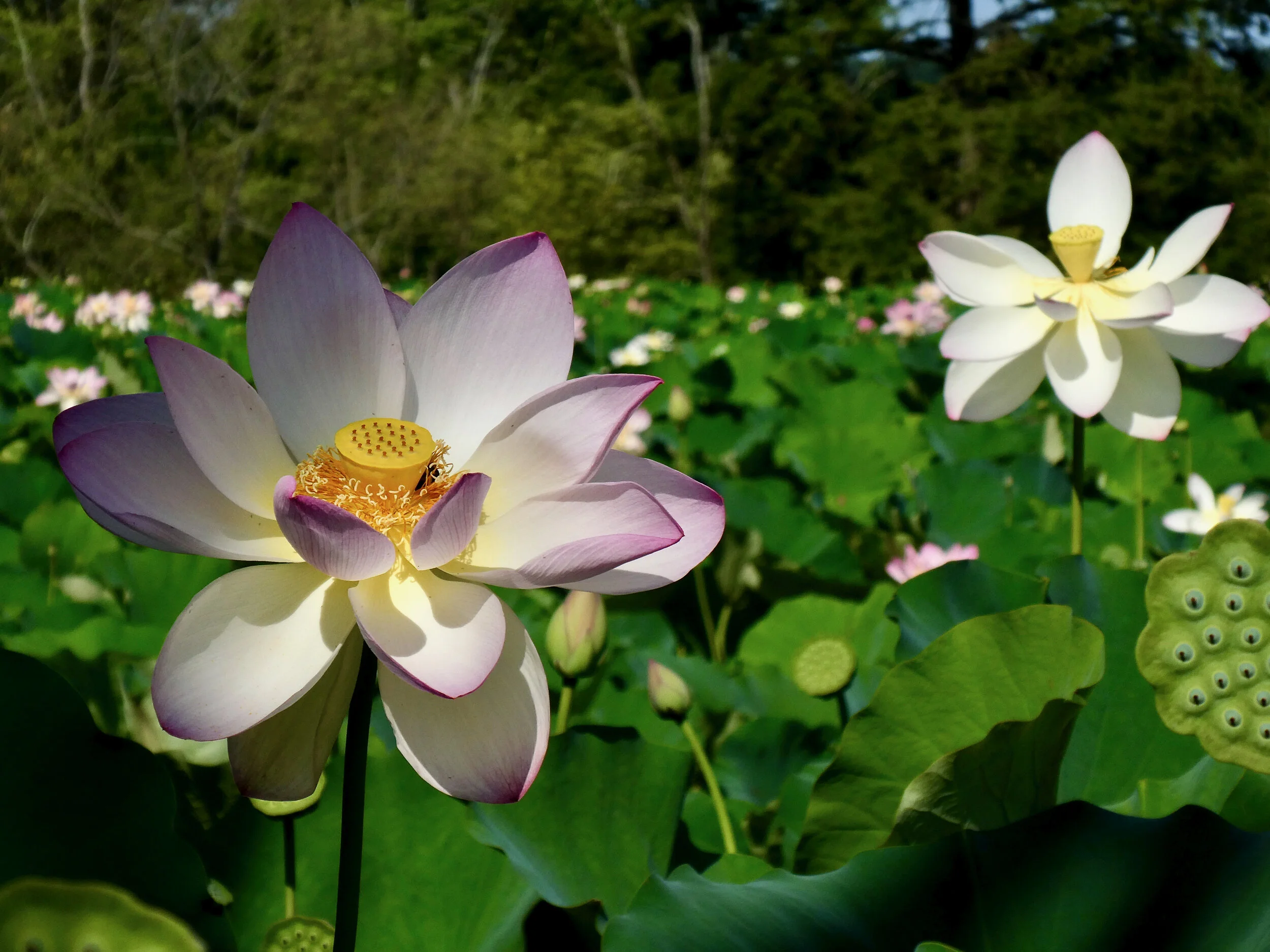6 local wetlands to quench your wanderlust — Potomac Conservancy