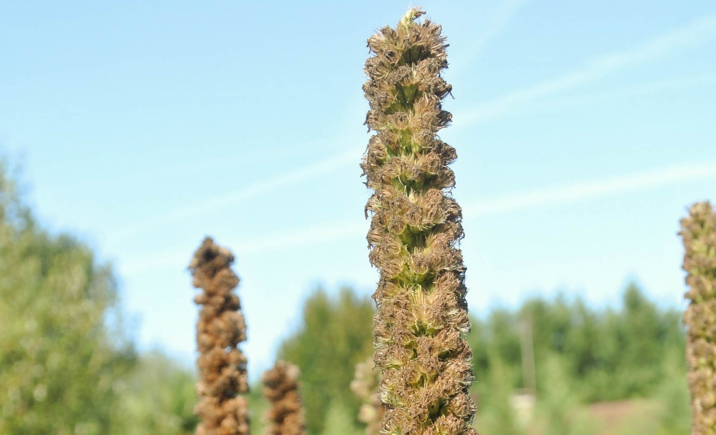 7 winter-resilient plants you can spot along the Potomac River ...