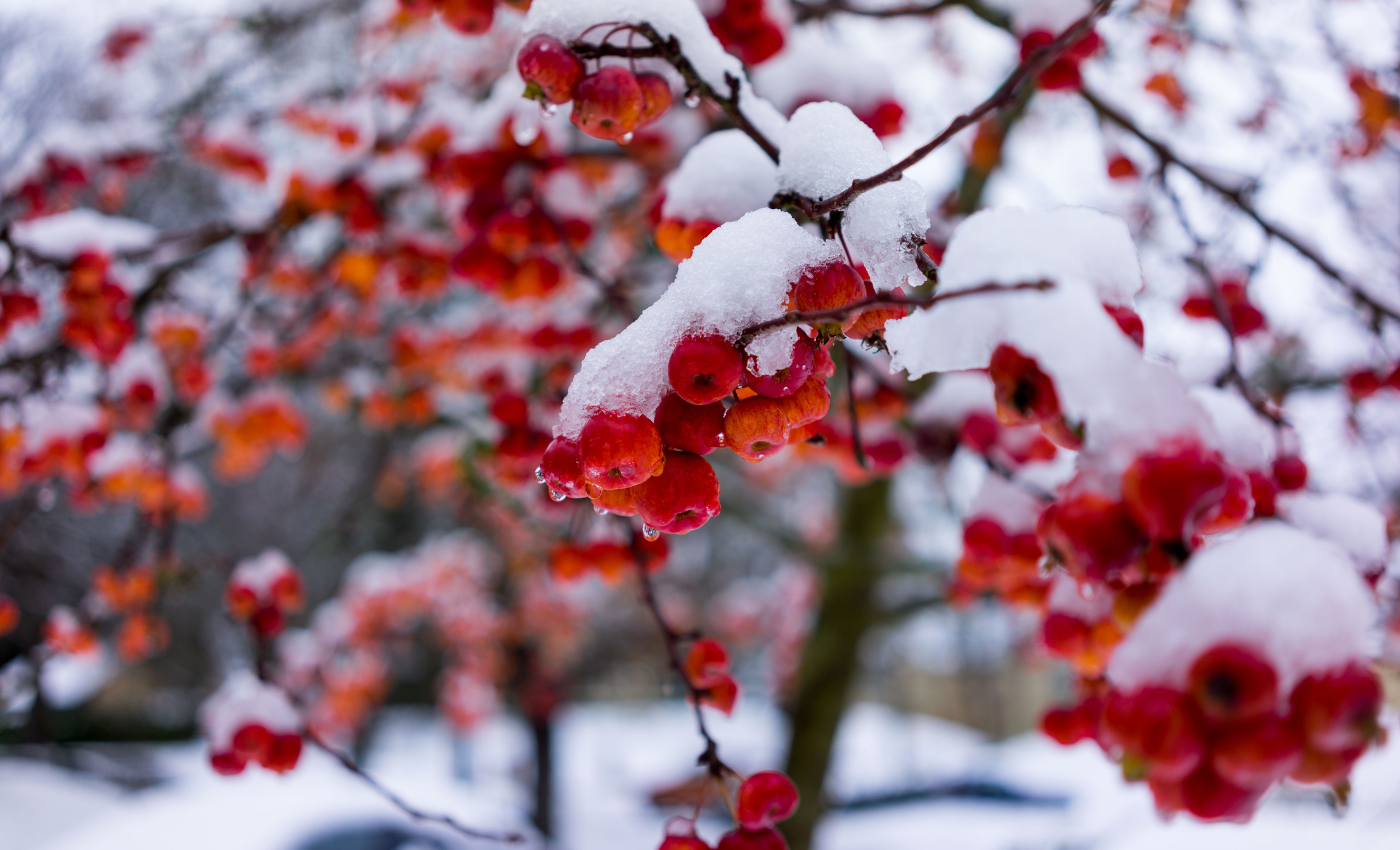7 winter-resilient plants you can spot along the Potomac River ...