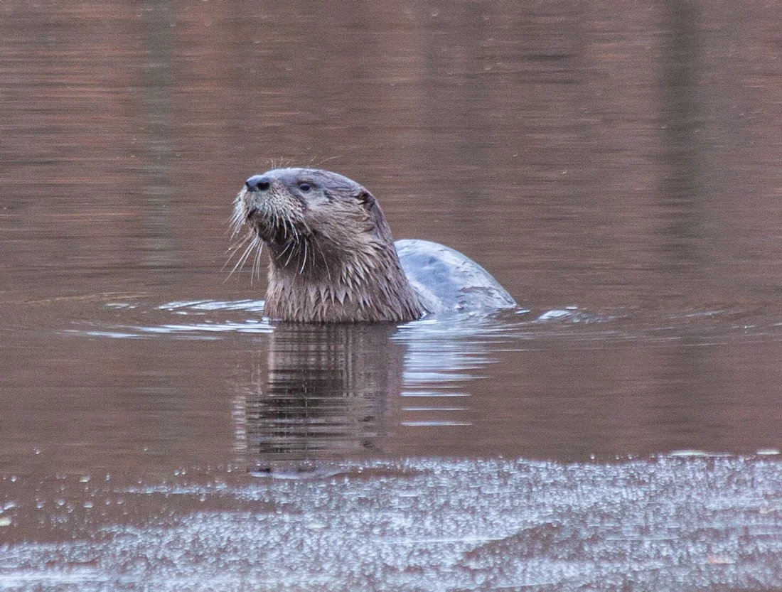 Five spots you *otter* try otter-spotting in the Potomac River region ...