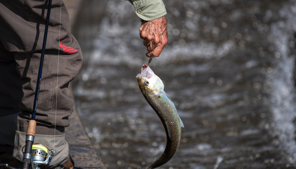 Nothing fishy here. Potomac River shad are making a comeback! — Potomac ...