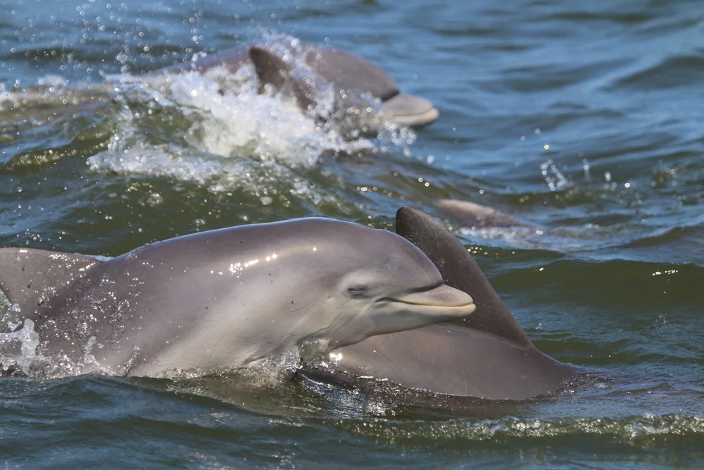 Why do dolphins use the Potomac River? — Potomac Conservancy