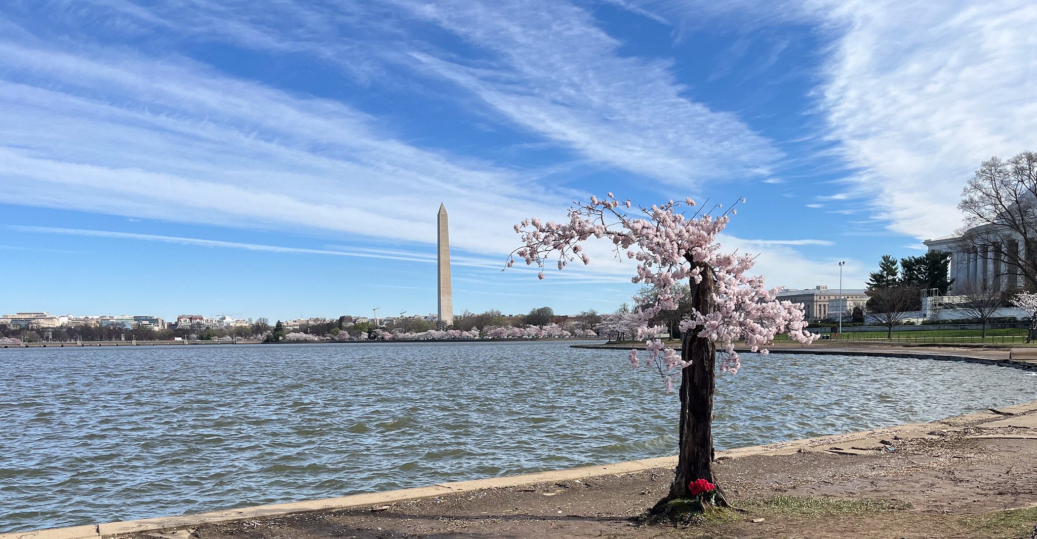 As the climate crisis raises the Potomac River, Tidal Basin seawalls ...