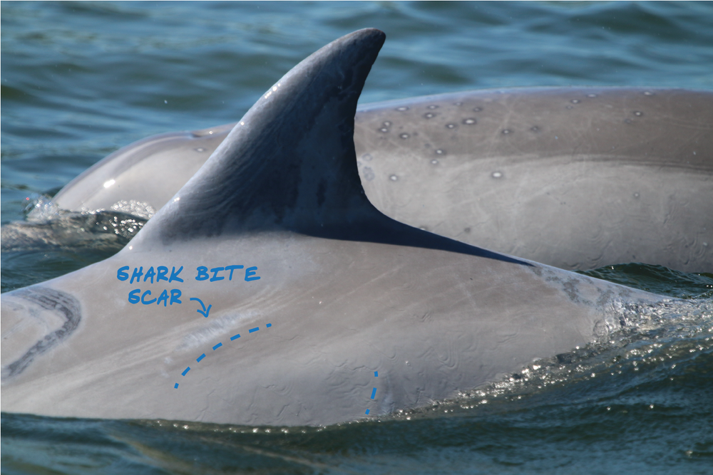 Why do dolphins use the Potomac River? — Potomac Conservancy