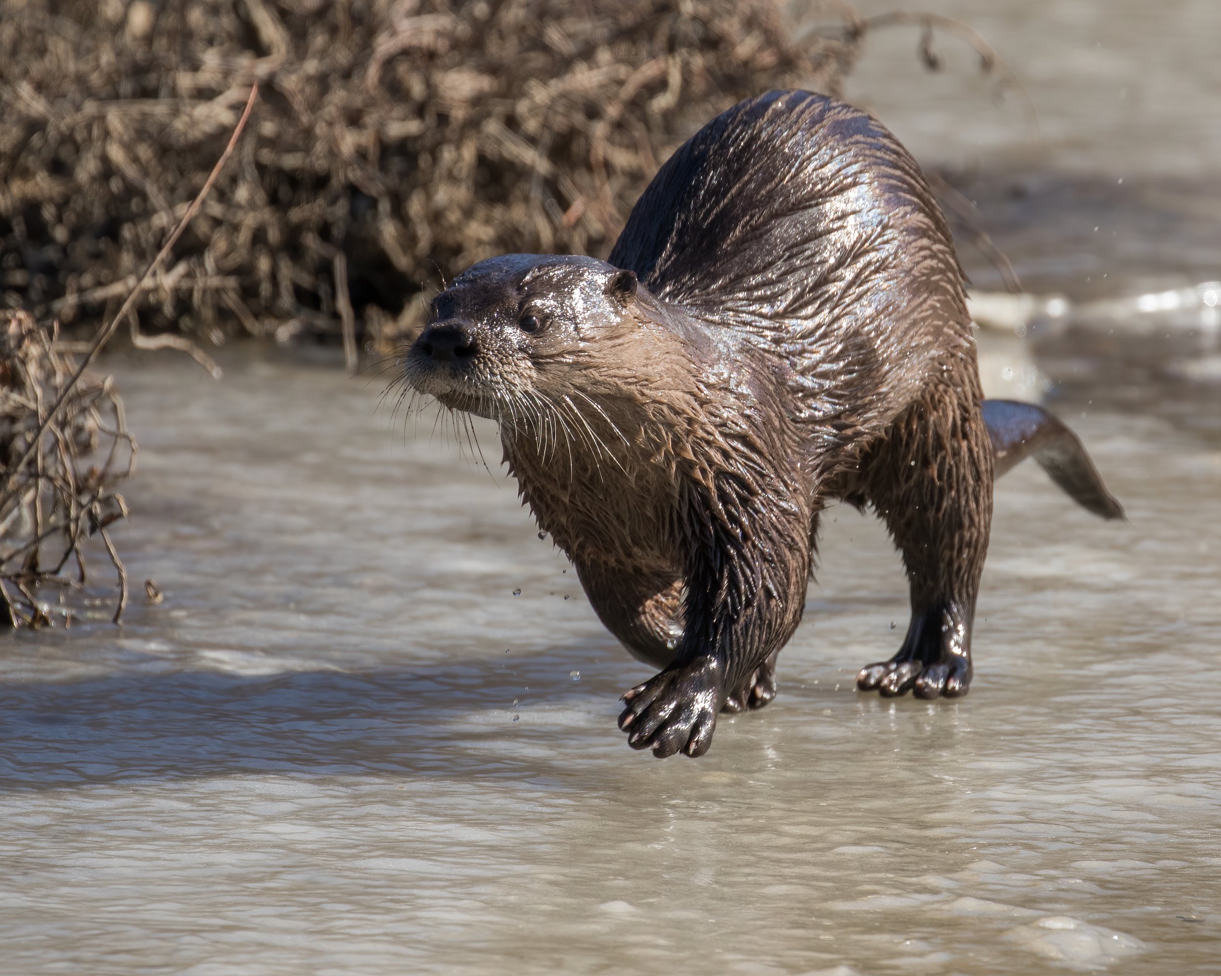 Five spots you *otter* try otter-spotting in the Potomac River region ...
